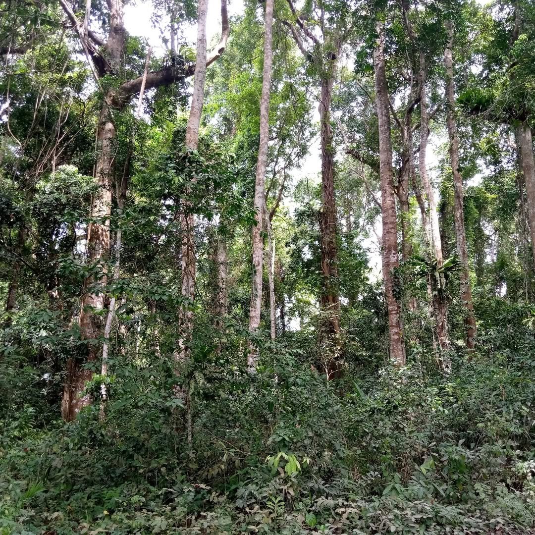 Ngezi Forest Reserve – Tanzania’s Hidden Natural Paradise